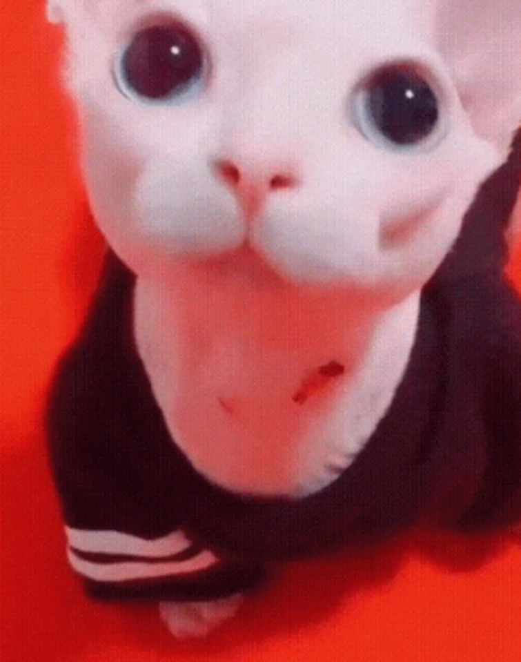 Bingus es Mew? | Fandom