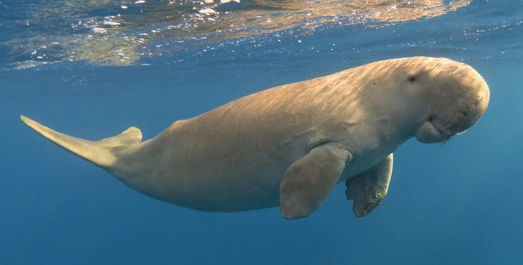 Manatee VS Dugong | Fandom