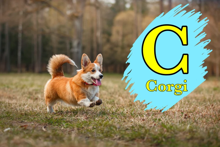 Baron’s Inkcember Alphabet- Day 3: C is for Corgi and Chocolate! | Fandom