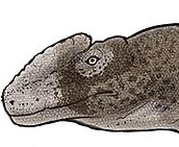 Discuss Everything About Dinopedia | Fandom