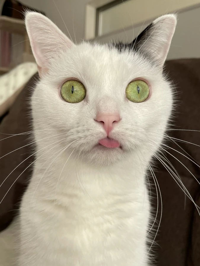 cursed jermbo | Fandom