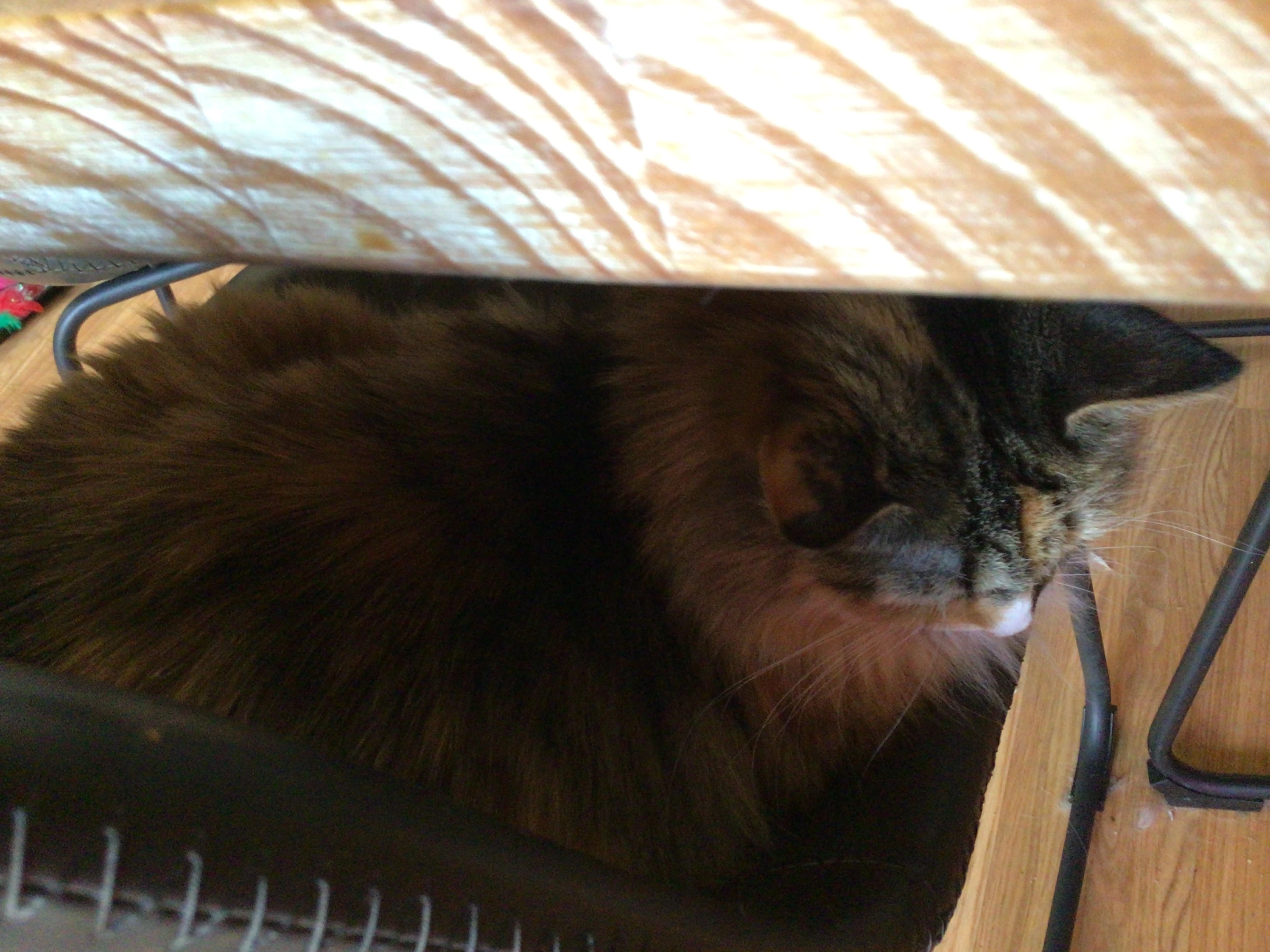 One of her favorite hiding spots | Fandom