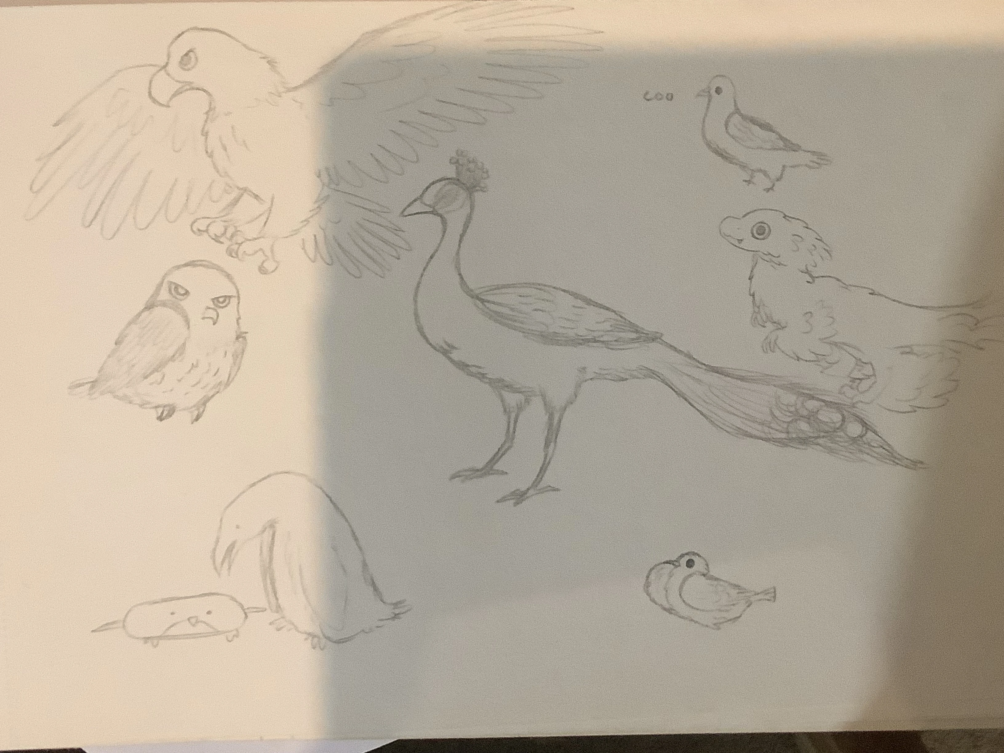 Borb - attempted realism today - kinda worked out but the eyes are still cartoony | Fandom