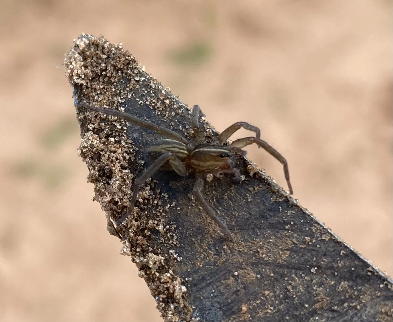 WHAT IS THIS SPIDER HELP | Fandom