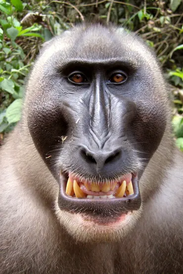 Who Would Win | Fandom