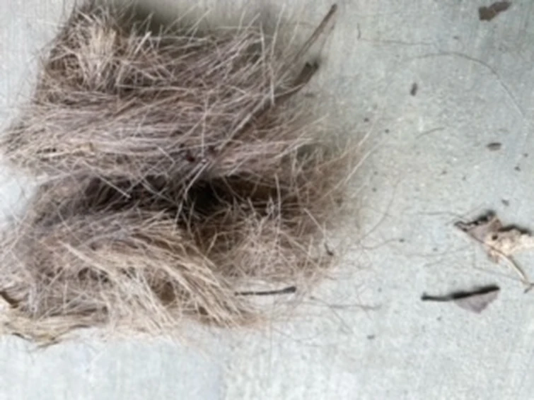 Discuss Everything About Cryptid Wiki | Fandom