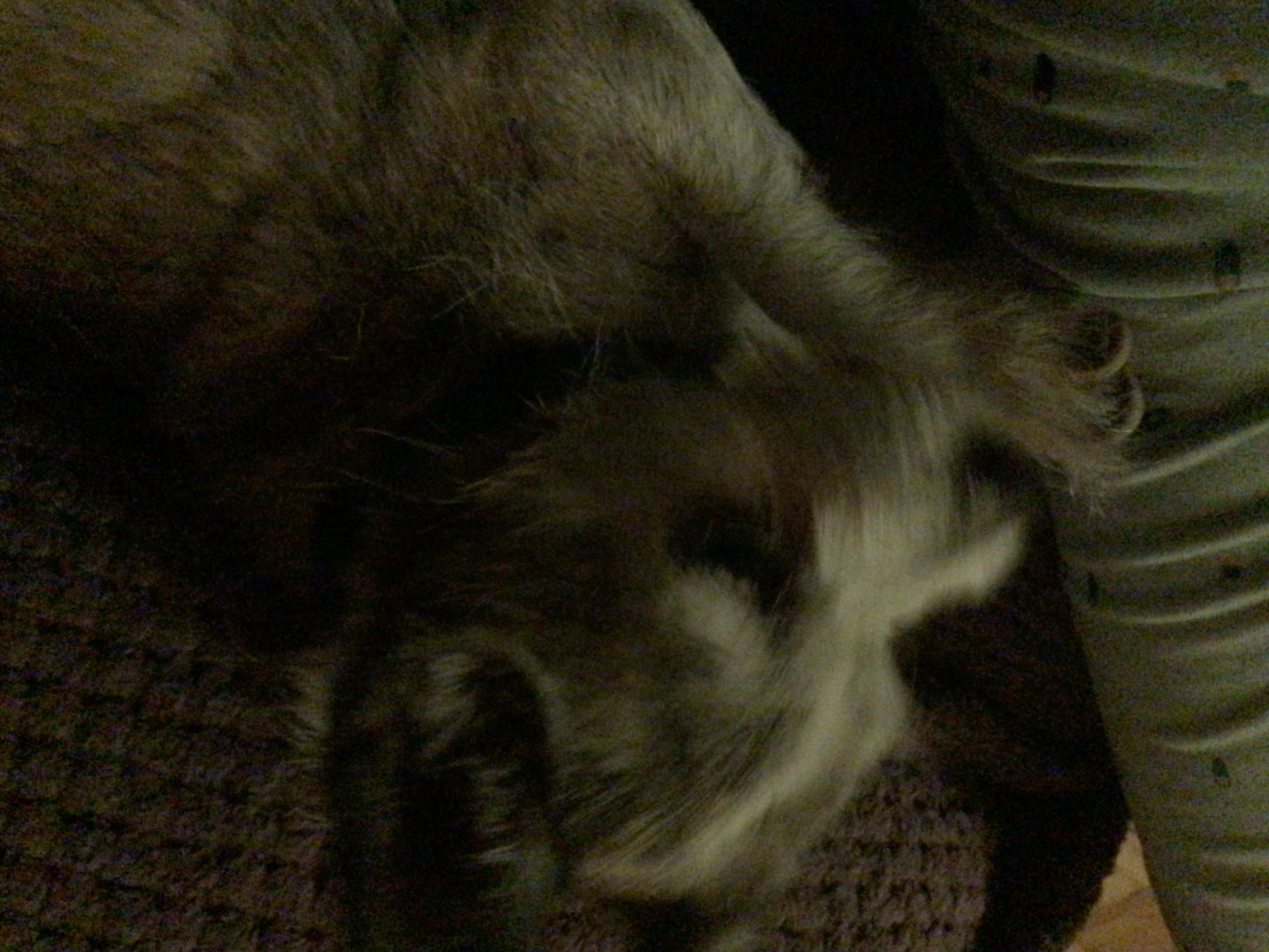 My dog is here | Fandom