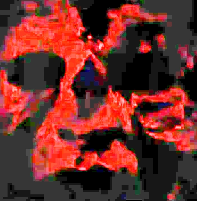 Brightened golds 165 on an extreme | Fandom