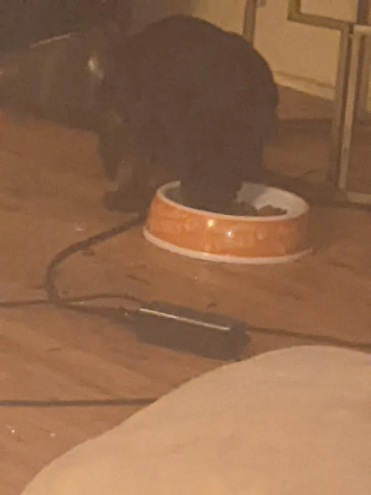 My pet kitteh cat looking at my bfdi dog🗿🗿🗿 | Fandom