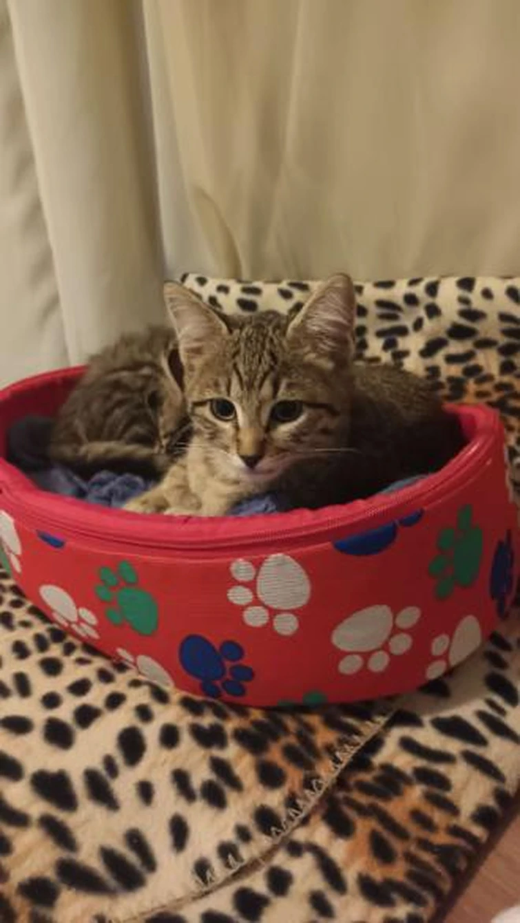 Discuss Everything About Loomian Legacy Wiki | Fandom