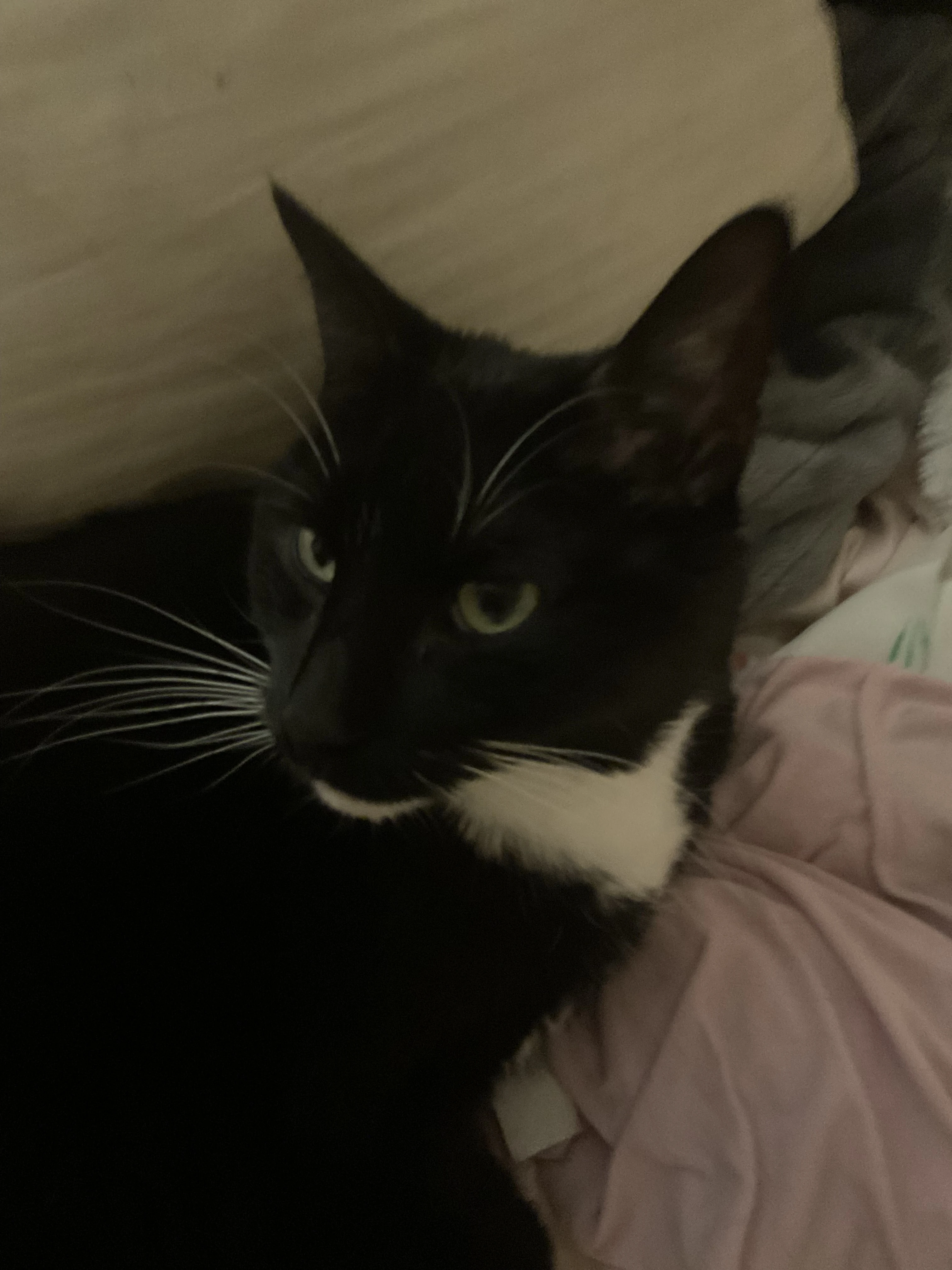 Daily Shadow - Day 143 | Fandom