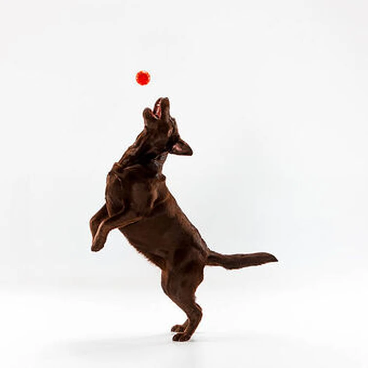 dog | Fandom