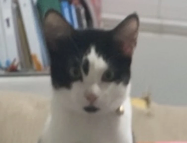 ☀️ TADC Official Chaos Thread 🛝 | Fandom