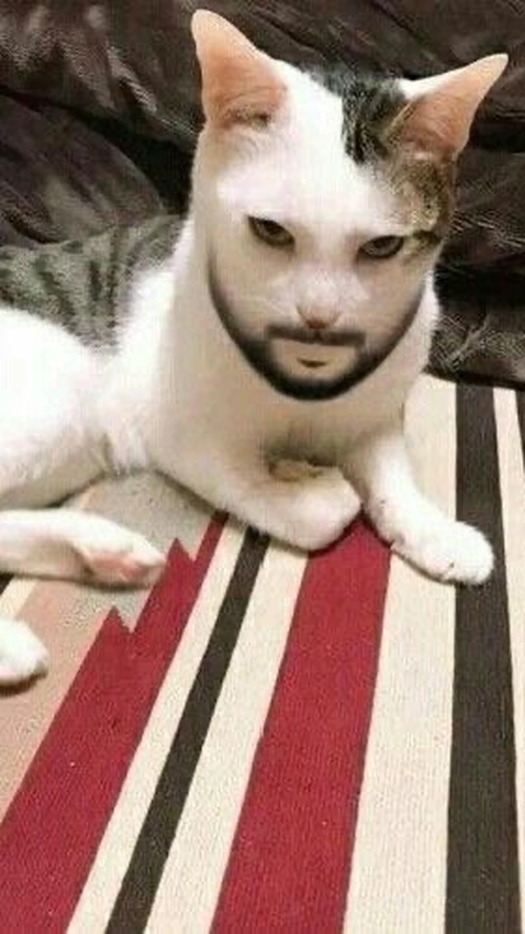 wiki users as cute kitty cats :3 | Fandom