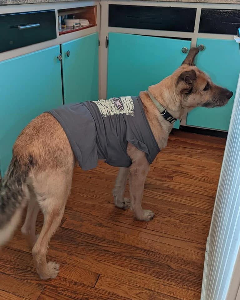 My awesome dog | Fandom