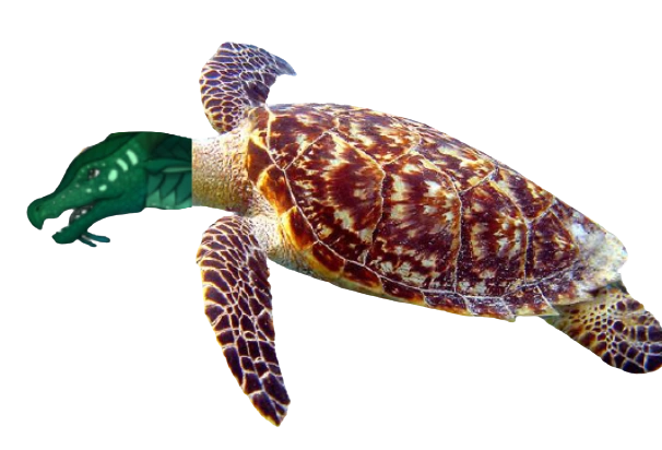 turtle | Fandom