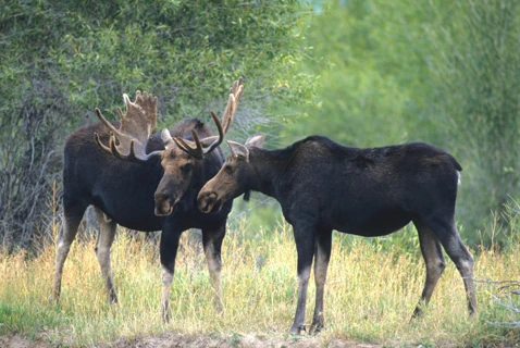 Honest opinion on the new moose | Fandom