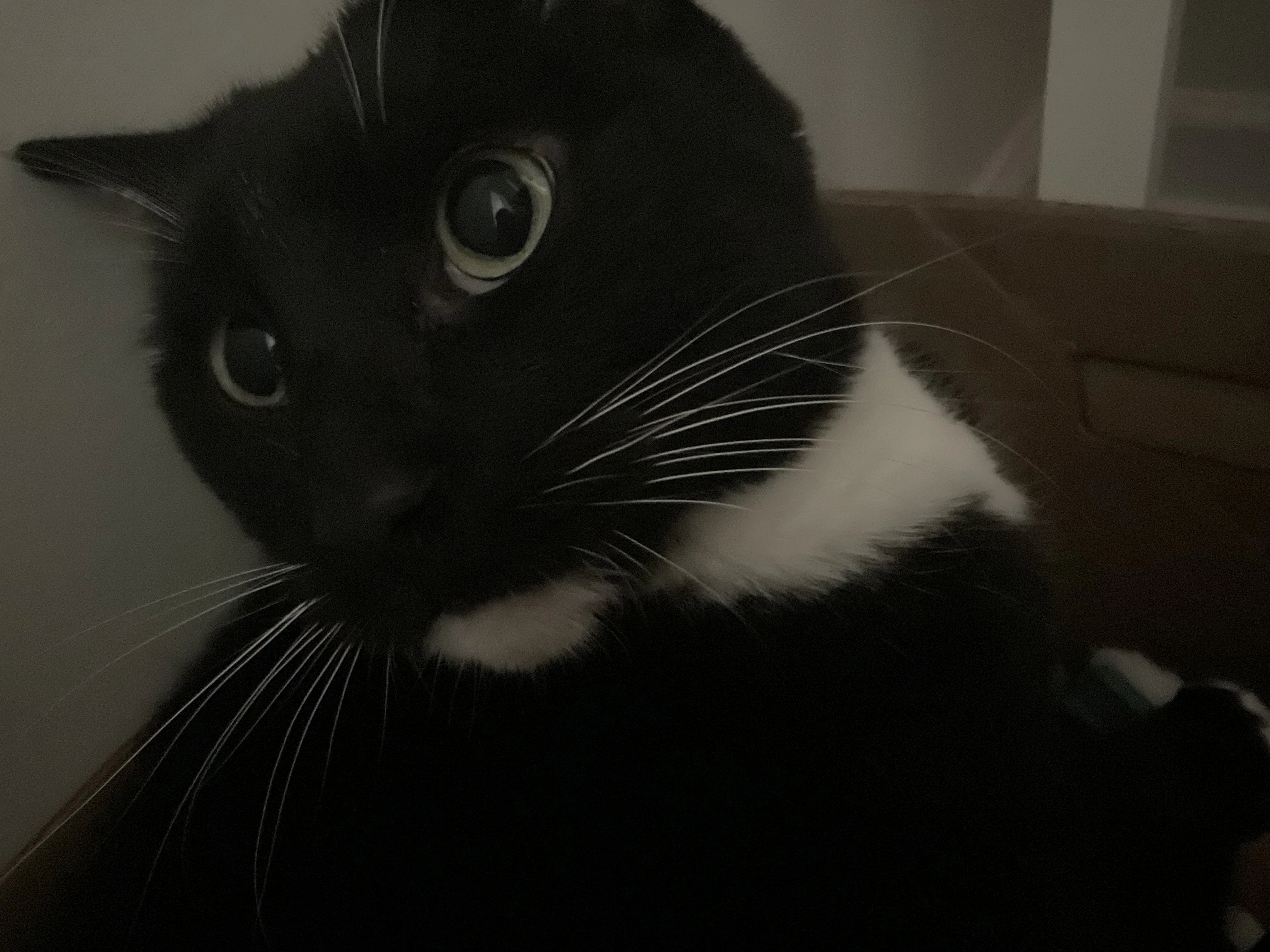 Daily Shadow - Day 261 + Bonus Sonic | Fandom