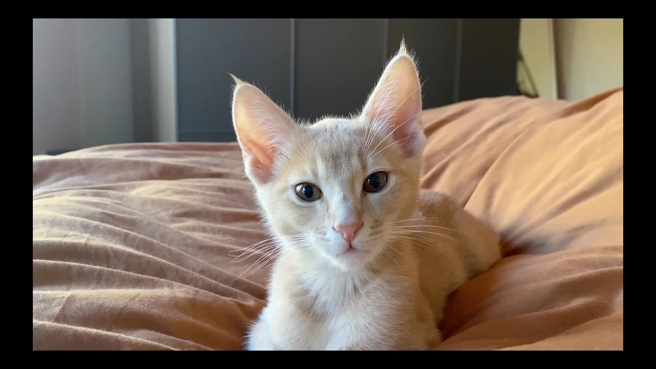 Luke As A Cat | Fandom