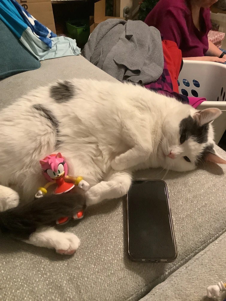 Amy rose with my cat | Fandom