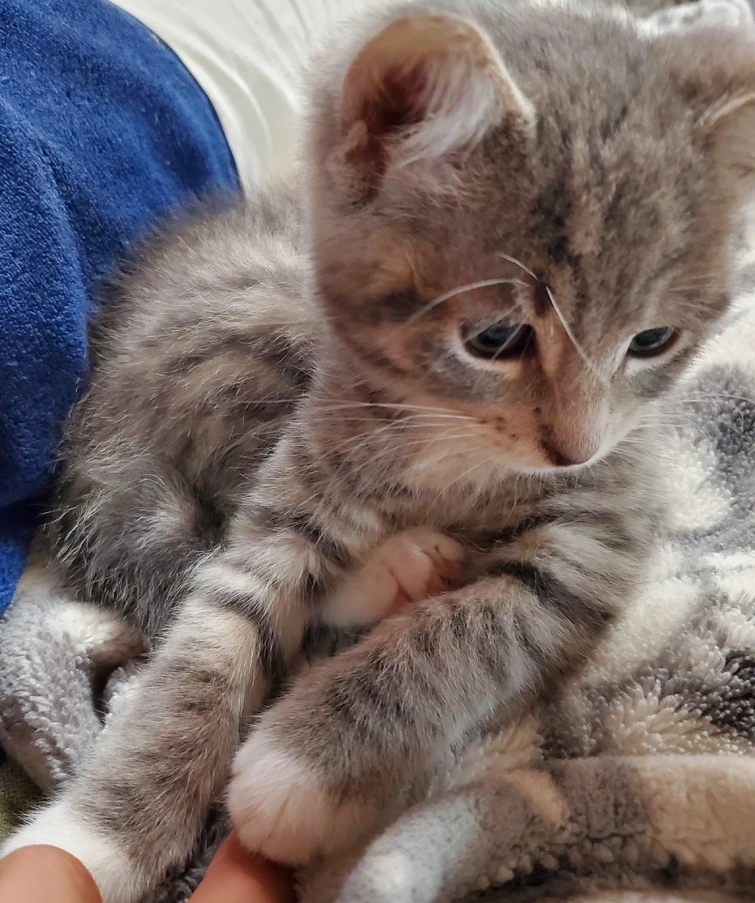 Hold on can we normalize posting our pets | Fandom