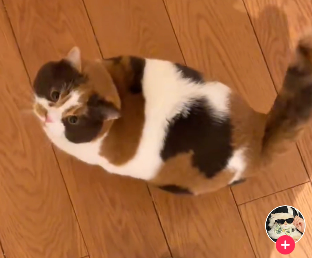 Real life mochi | Fandom