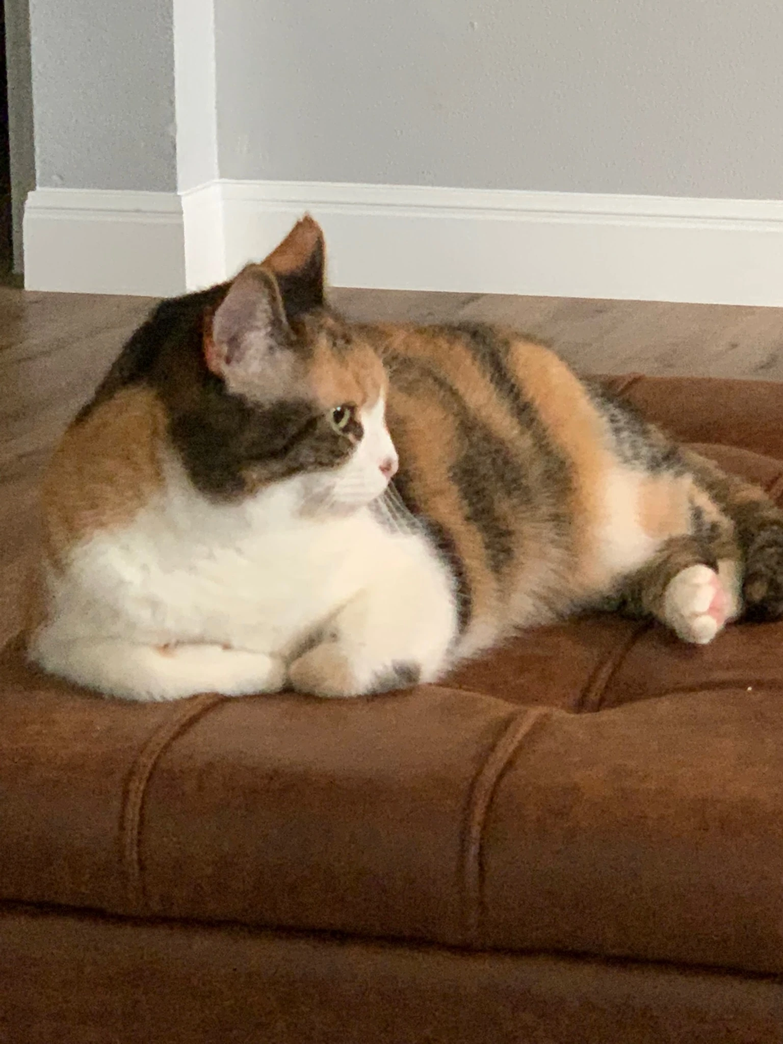 Daily Cat Image #352 | Fandom