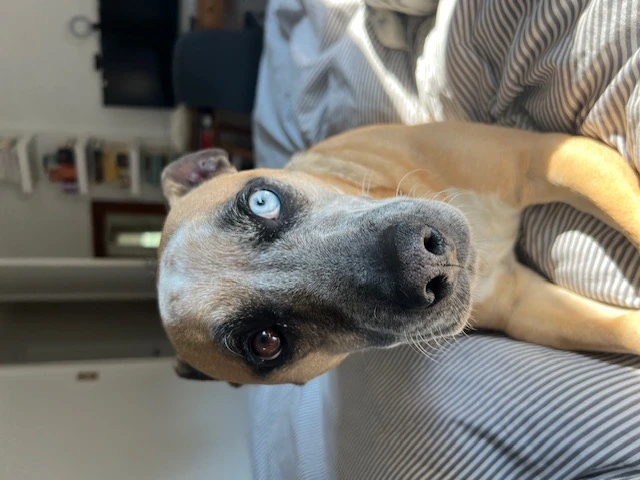 Dog | Fandom