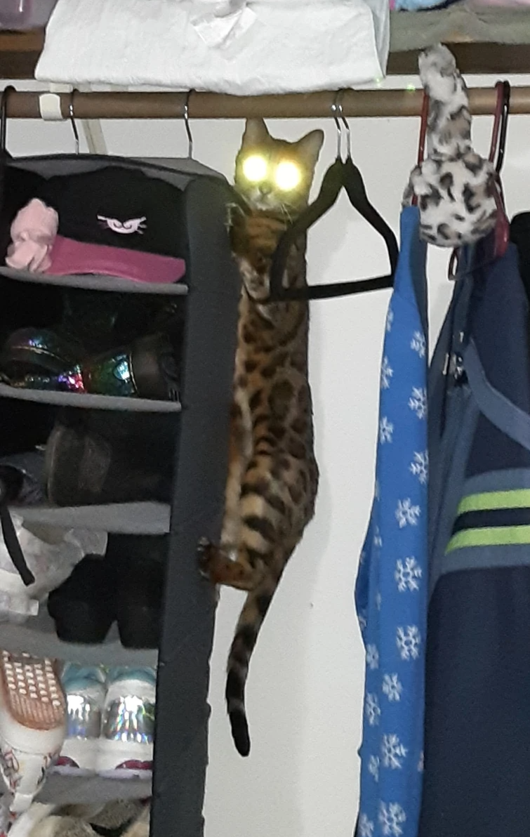 that moment when your cat is possessed | Fandom