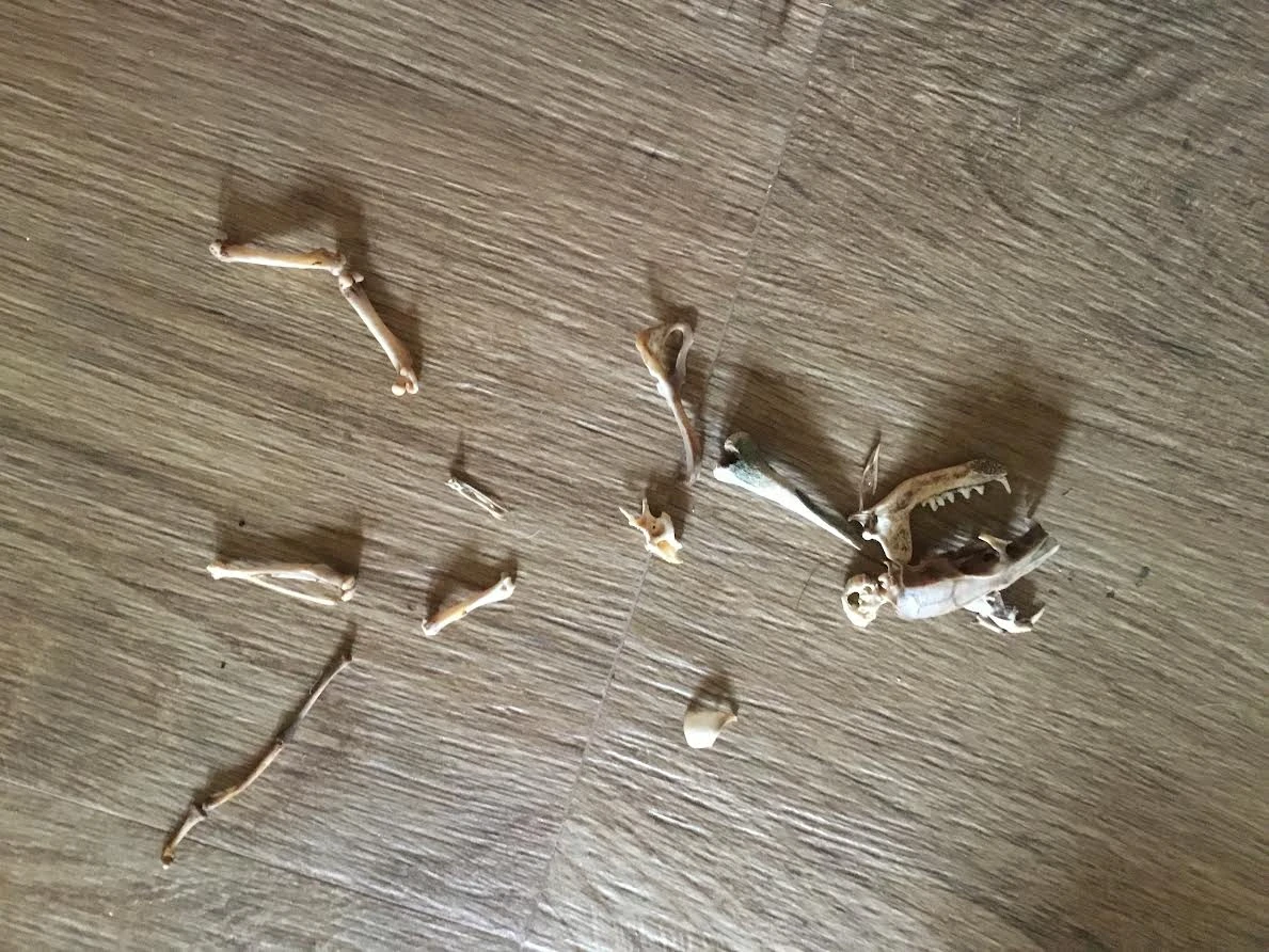 Rose Harding un covered an unidentified fossil | Fandom