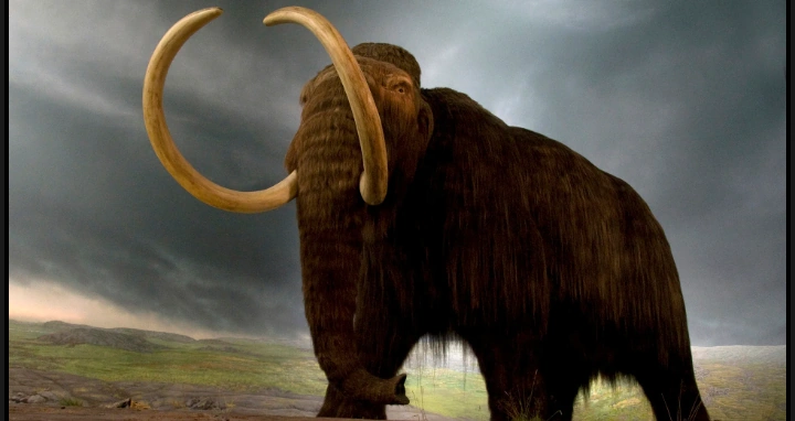 De-Extinction of woolly mammoth | Fandom
