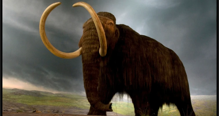 De-Extinction of woolly mammoth | Fandom