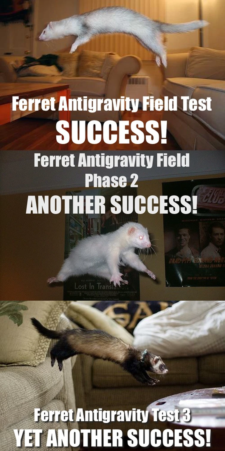 Idk soo how about some ferret memes | Fandom