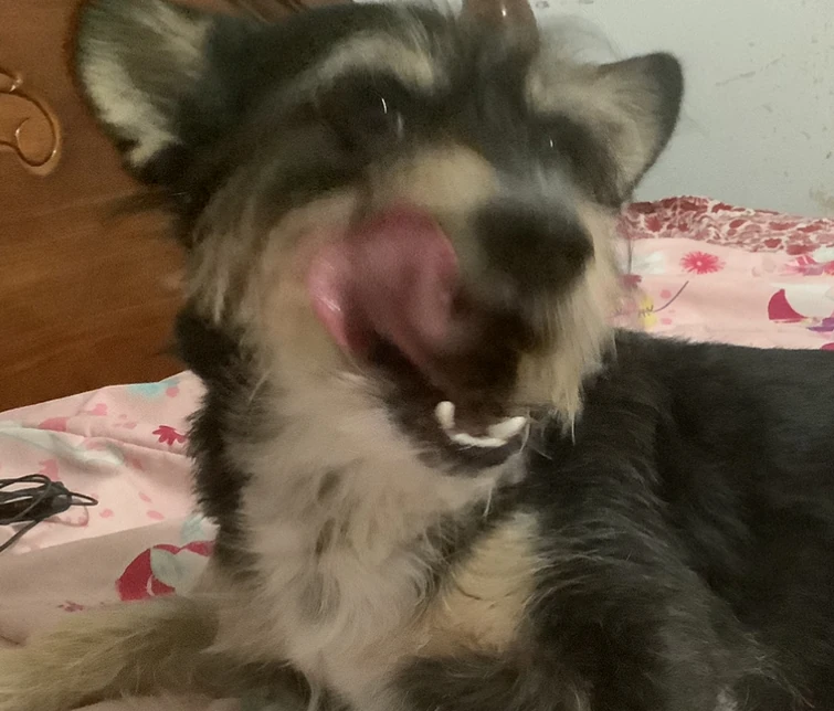 GRRR WAKE UP 🔥🔥🔥⏰⏰⏰📢📢📢📢 | Fandom