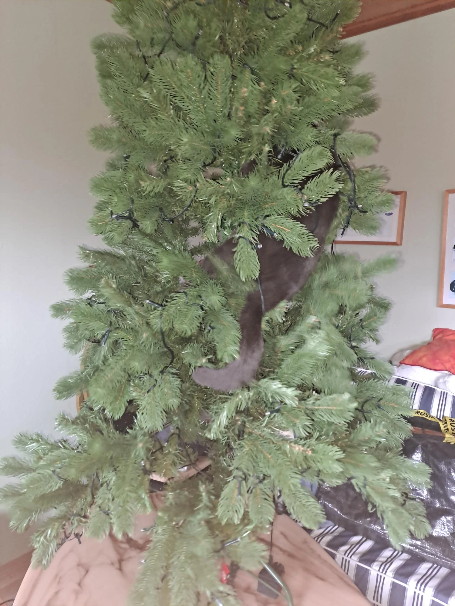 Feeling silly send cursed front facing dragons | Fandom