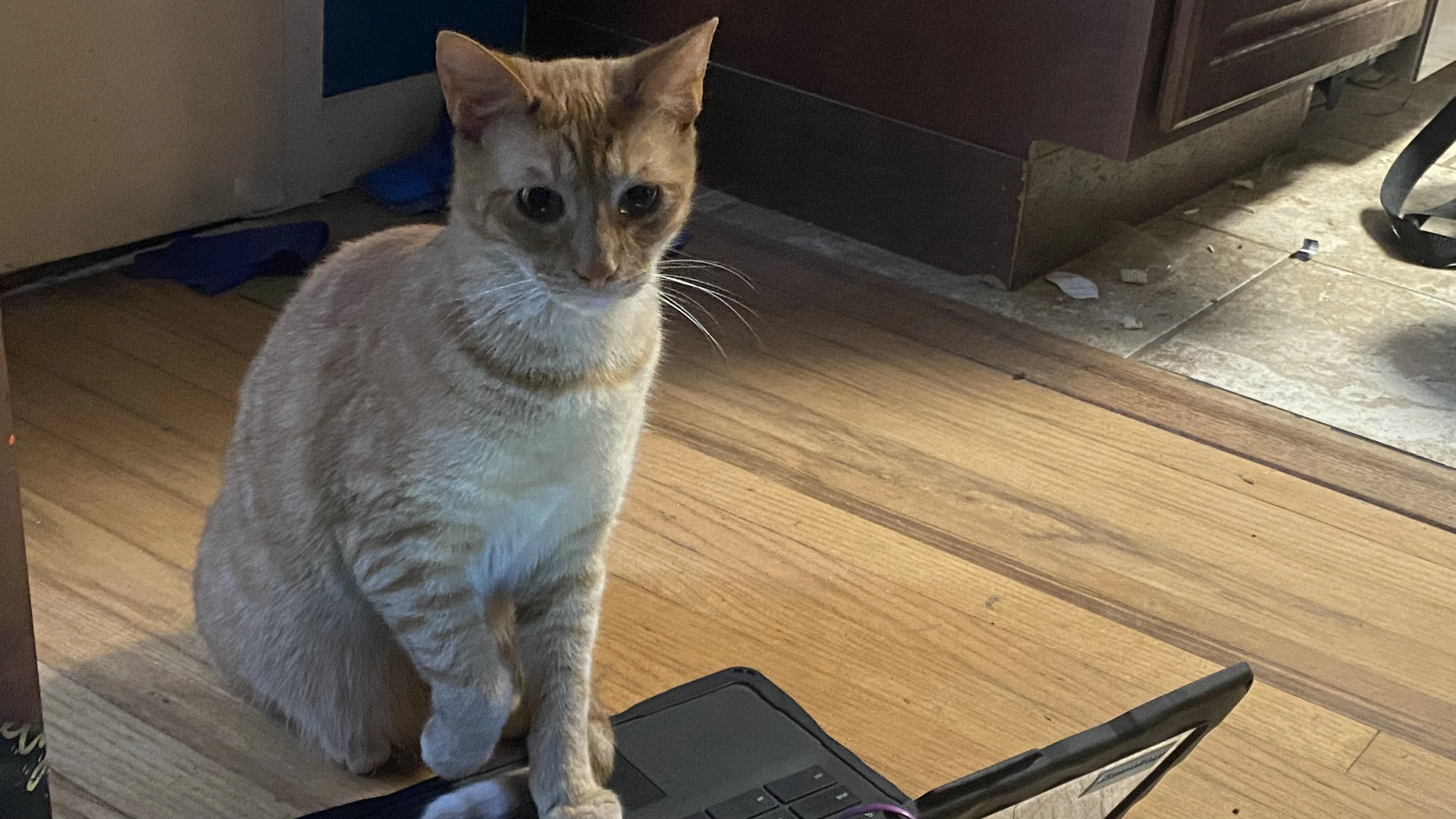 My cat doing my homework | Fandom