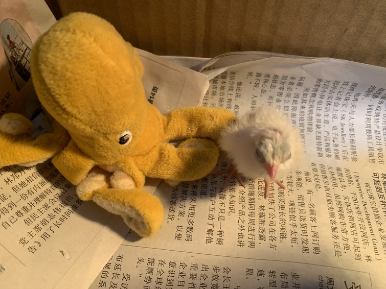 Pictures of Naga (baby quail) | Fandom