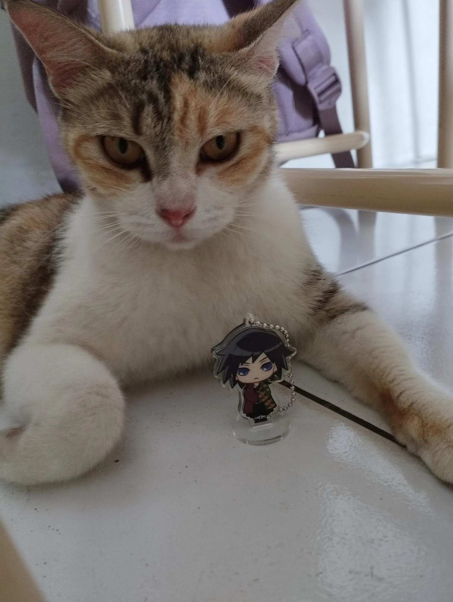 This cat stole giyuu | Fandom