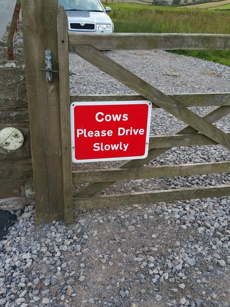 When the hell did cows know how to drive? | Fandom