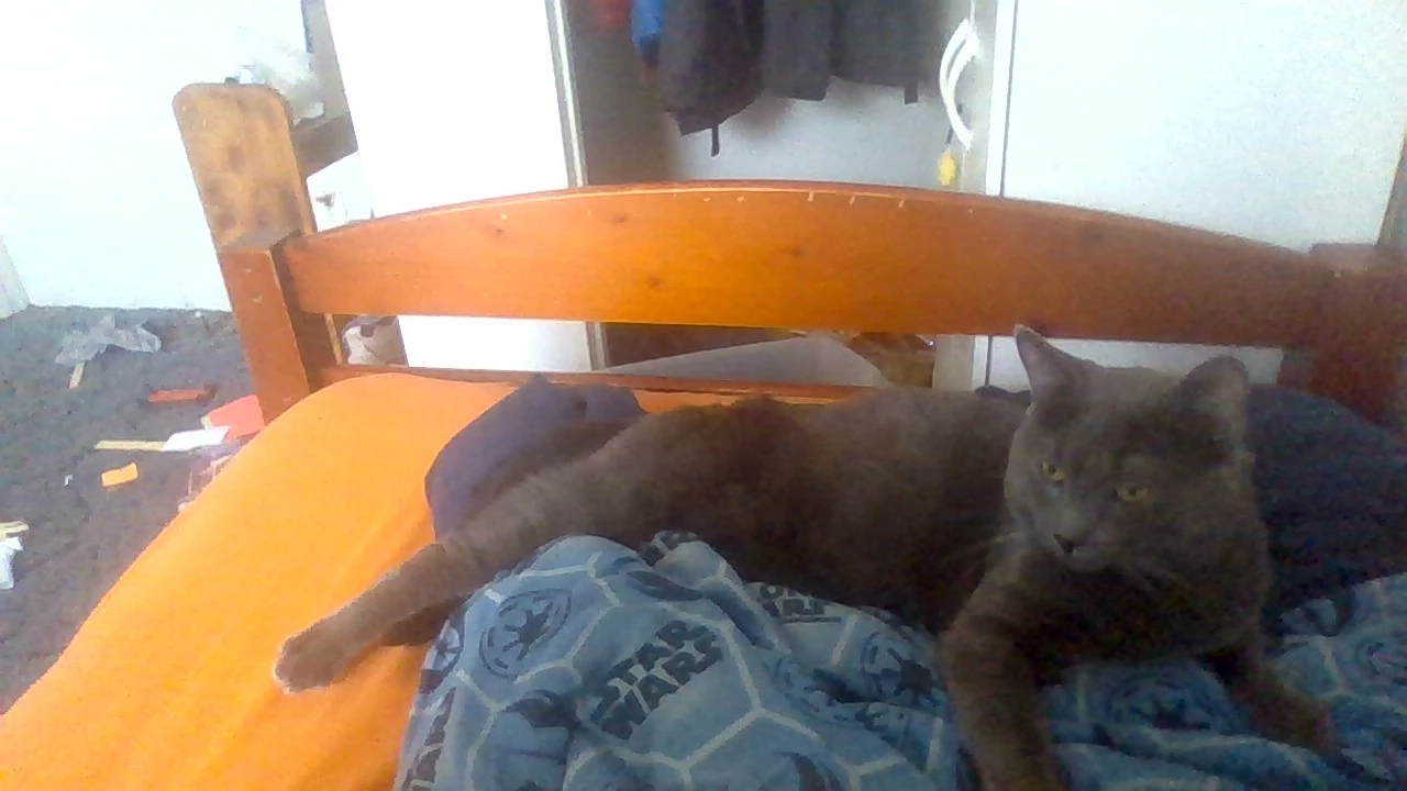 el gatito 🩵 | Fandom