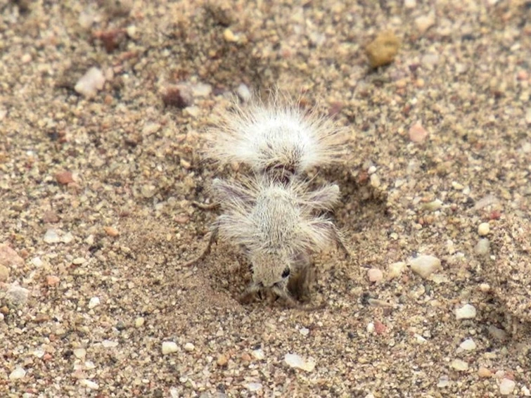 Strange Organisms that should be turned into cos critters | Fandom