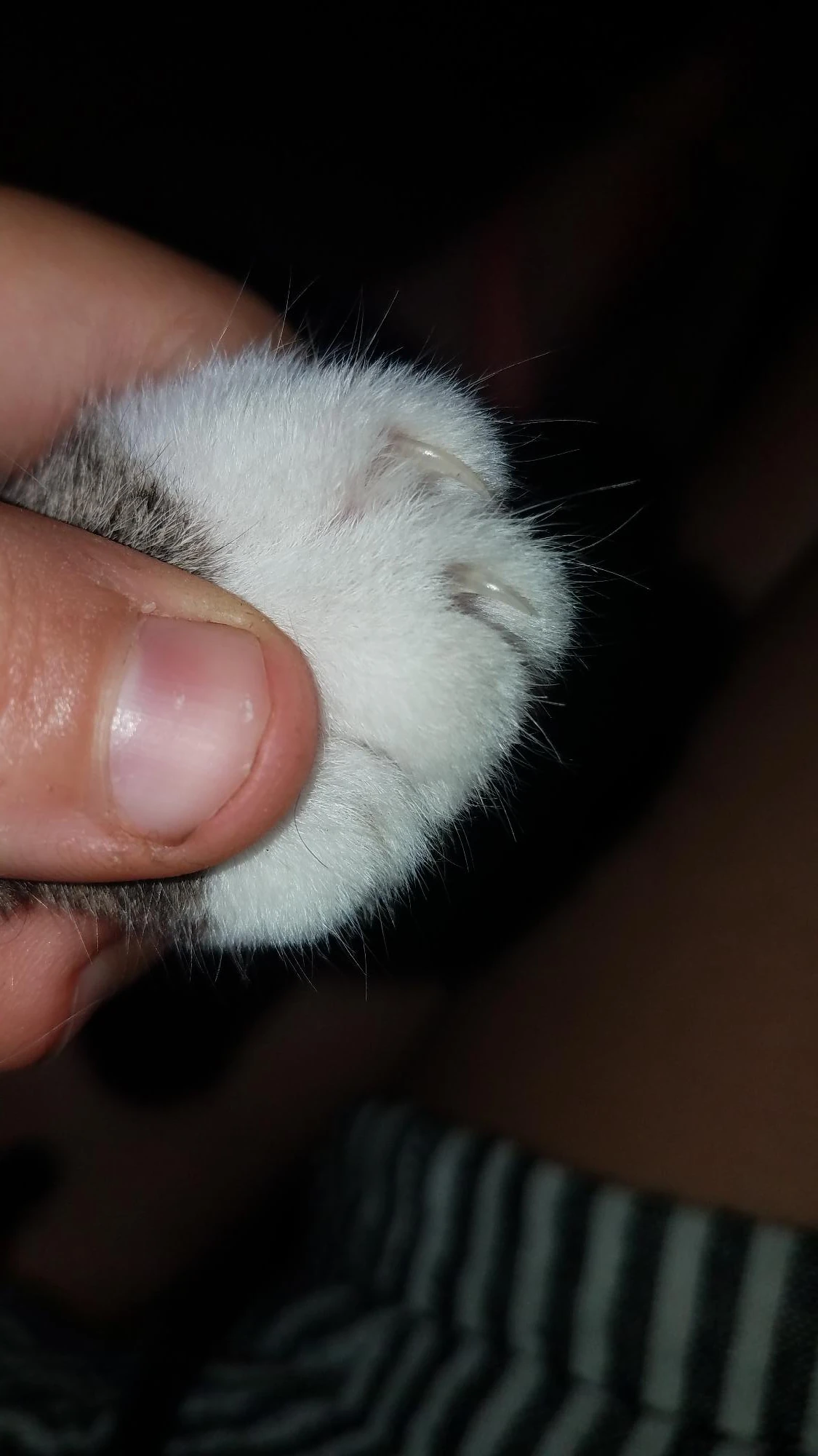 I have a theroy about toothless's Retractable teeth | Fandom