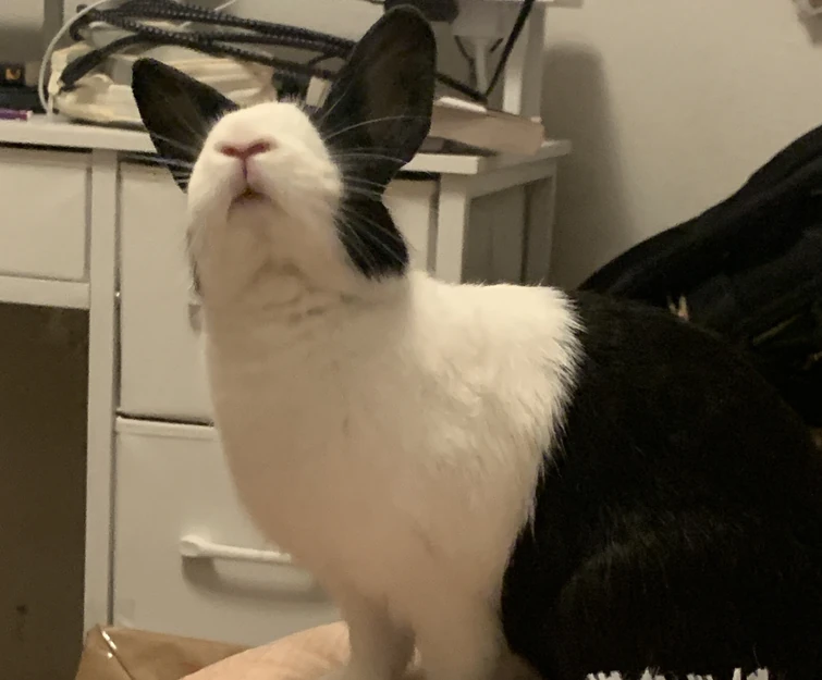 So i got a bunny a while ago | Fandom
