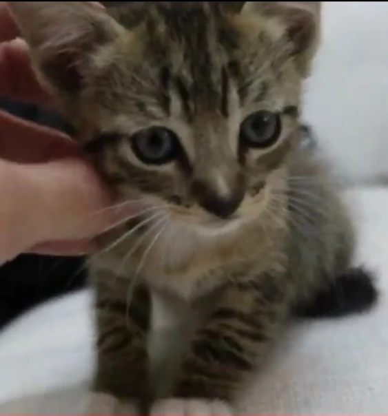 SML got a new Kitten! | Fandom