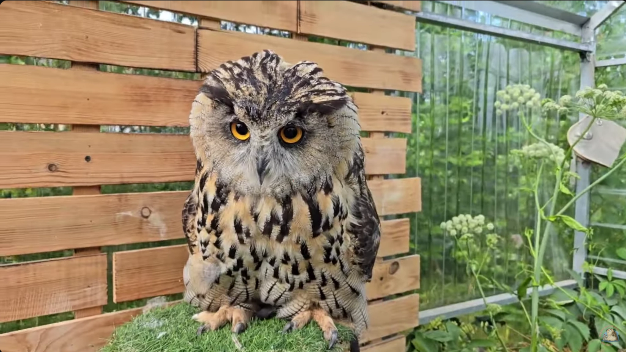 Yoll says hi. Say hi back. | Fandom