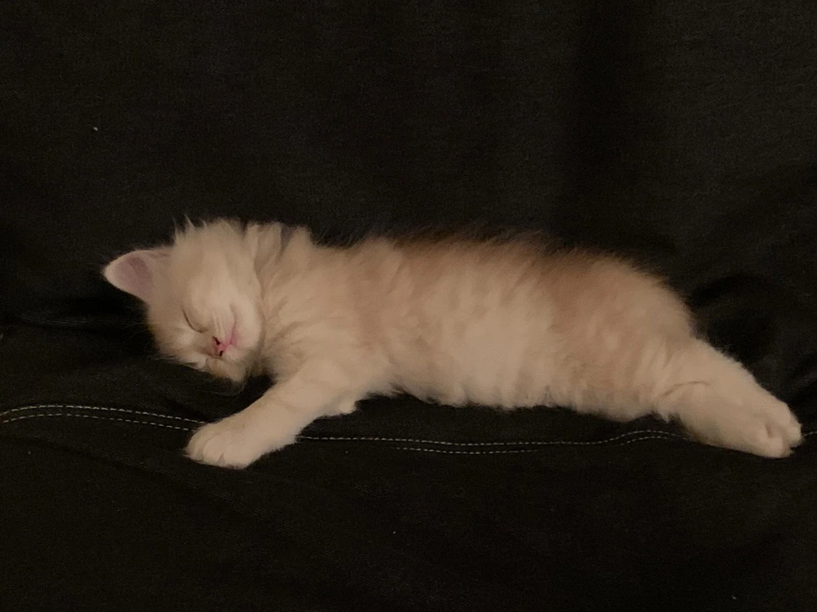 Daily Cat Image #498 | Fandom