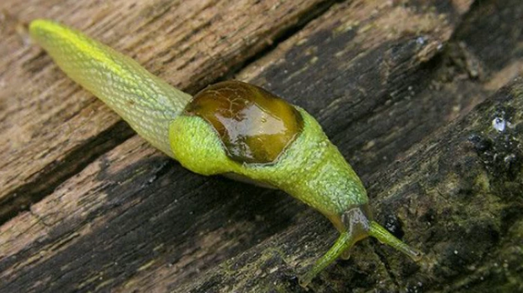 When you try to find an undoli colored slug and get lazy (will continue ...