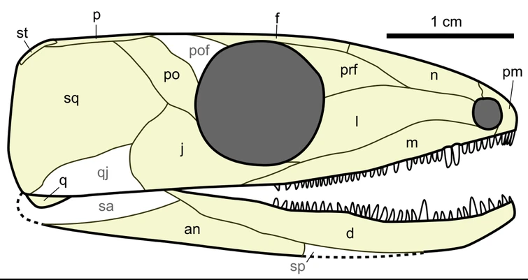 Discuss Everything About Dinopedia | Fandom