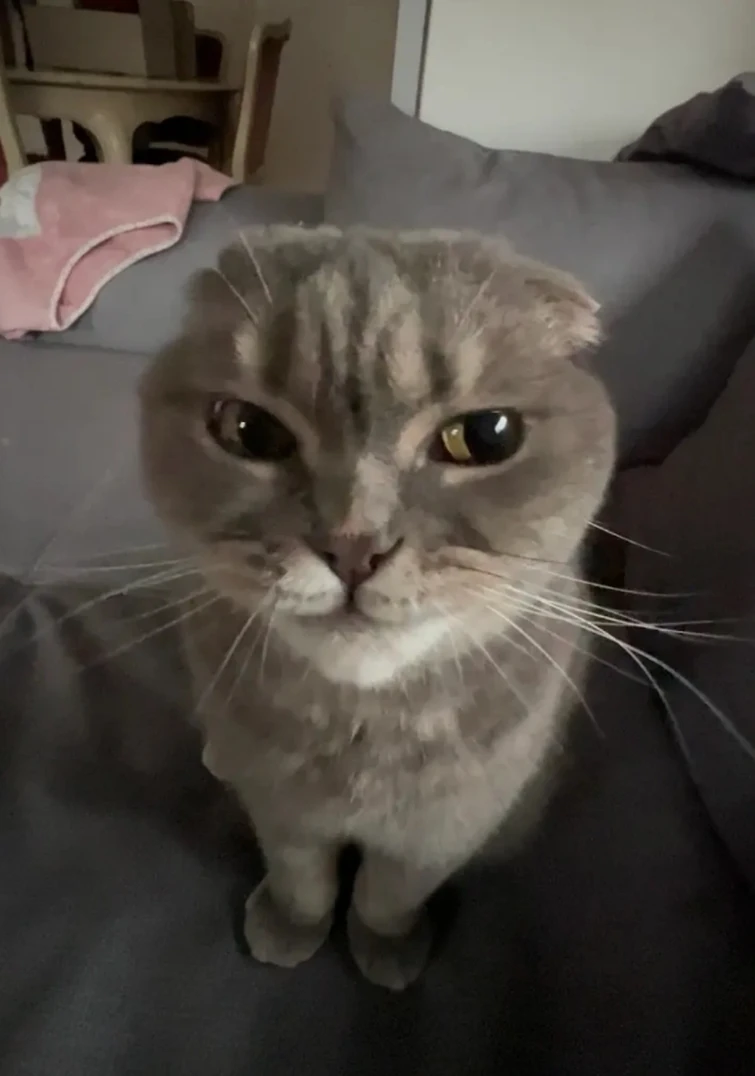 Fanmade Fellas | Fandom