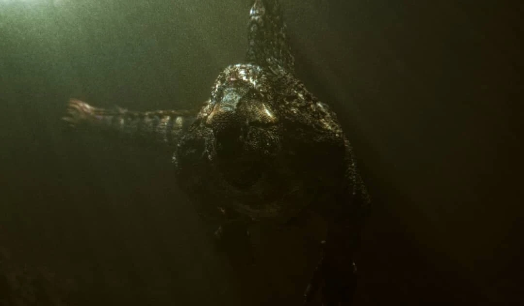 Nguma Monene | Fandom